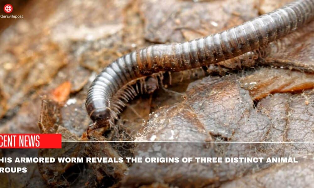 This Armored Worm Reveals The Origins Of Three Distinct Animal Groups